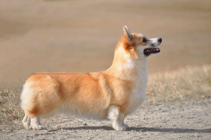 Welsh Corgi Pembroke :: Kennel-milkcreek6
